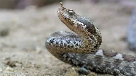 7 Fascinating Snakes That Have Horns And How They Survive In The Wild