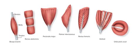 Muscle Fascicle Orientation Diagram Quizlet