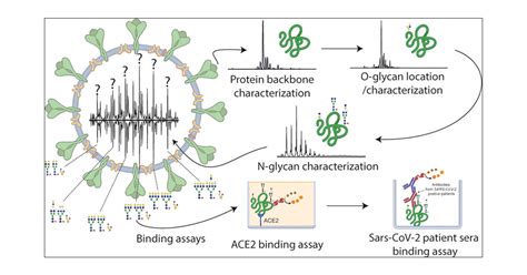 Structural And Functional Characterization Of Sars Cov 2 Rbd Domains Produced In Mammalian Cells