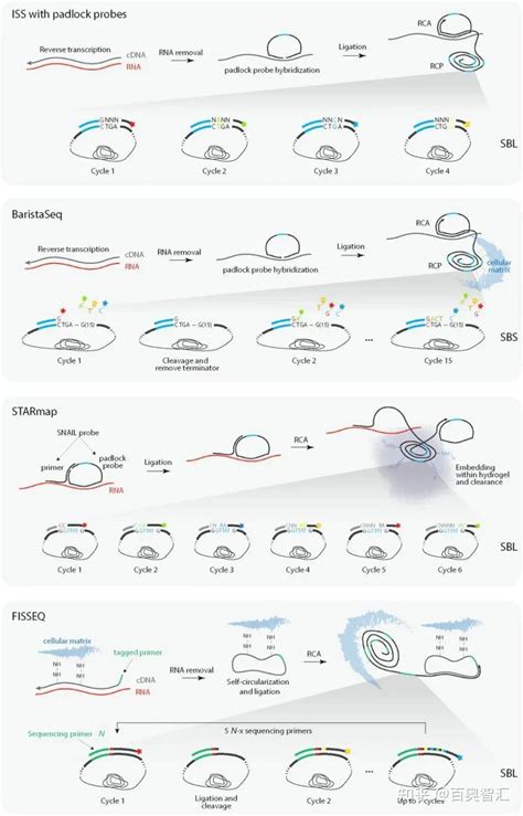 综述解读：空间转录组技术盘点 知乎