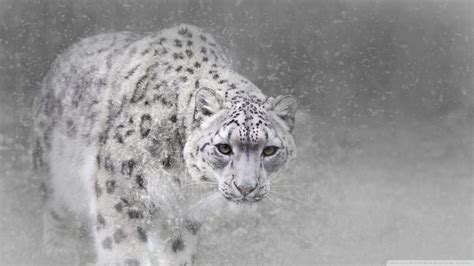 Snow Leopard Hd Wallpaper ·① Wallpapertag