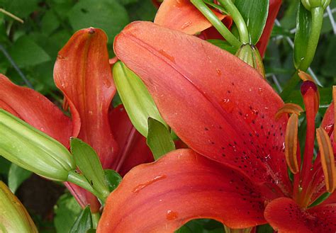 Lilies That Hang Upside Down At Timothy Jeffords Blog