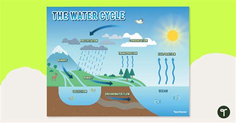 Water Cycle Transpiration
