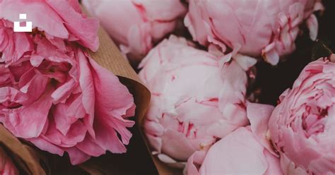 상자에 분홍색 장미 사진 Unsplash의 무료 꽃 이미지