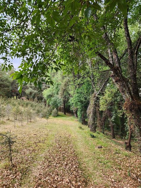 Area With Temperate Forest Trees For Environmental Care Stock Image Image Of Road