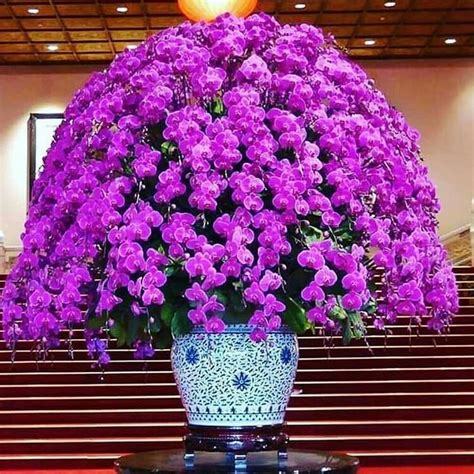 Épinglé par Lina sur Цветы в вазе. | Orchidée