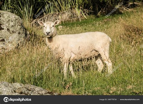 Sheep Grass Mount Maunganui Looking Viewer New Zealand Royalty Free