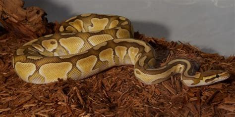 Best Substrate For Ball Python MyPetCareJoy