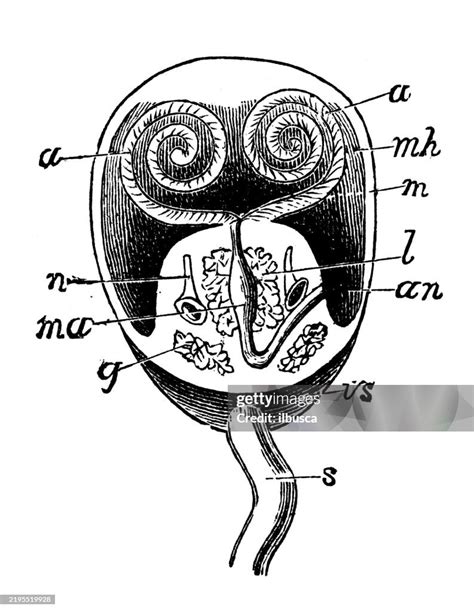 Brachiopod High Res Vector Graphic Getty Images