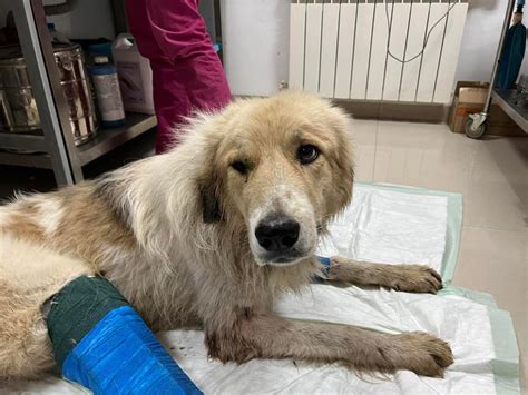 Dushko Vermittlungsportal Der Hilfe Für Hsh E V