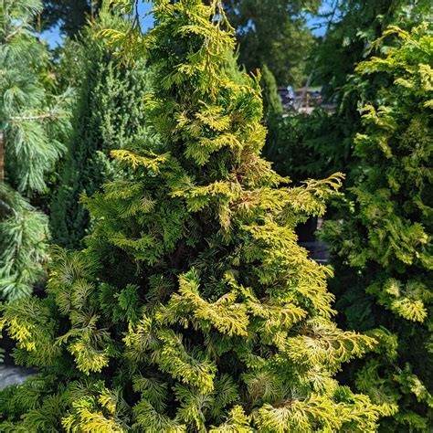 Chamaecyparis Obtusa Crippsii Golden Hinoki Cypress