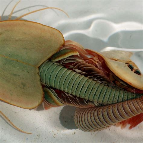 “tadpole Shrimps The Ancient Survivors Of Our Time Natures
