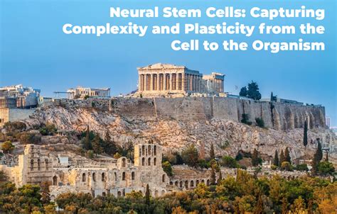 Neural Stem Cells Capturing Complexity And Plasticity From The Cell To