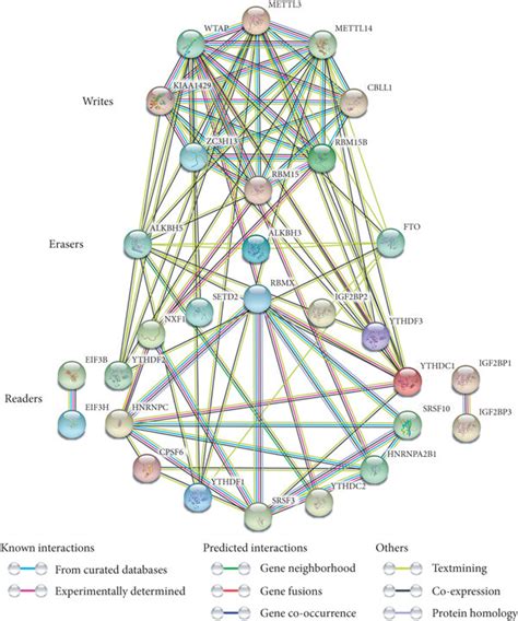 Interaction among m⁶A RNA methylation regulators and consensus