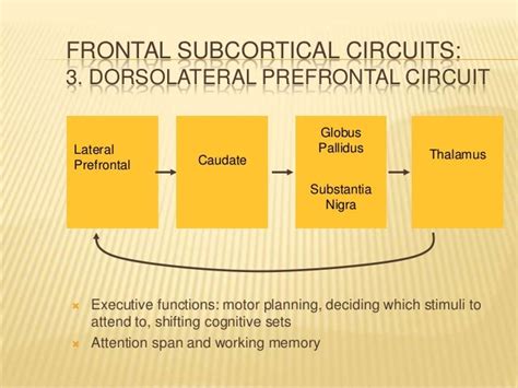 Frontal Lobe Syndromes