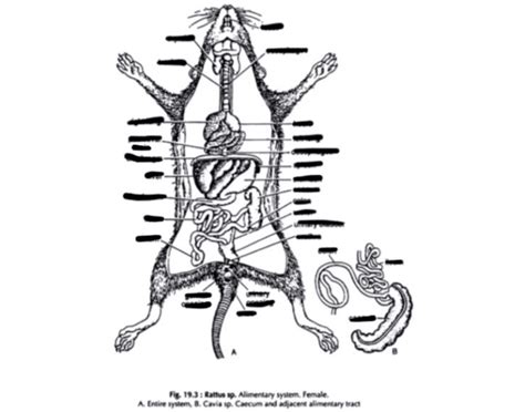 Free Rat Dissection Worksheet Download Free Rat Dissection Worksheet Png Images Free Free Rat Dissection Worksheet Download Free Rat Dissection Worksheet Png Images Free