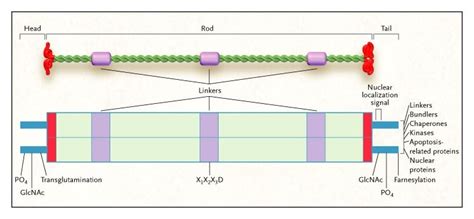 Intermediate Filament Function