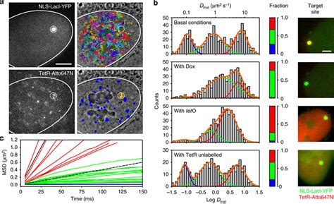 Single Molecule Analysis Of Tetr Atto647n Nuclear Exploration A Top