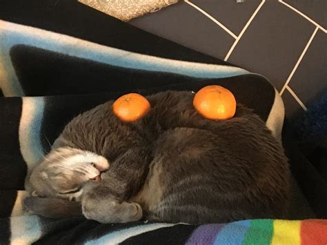 Merlin The Lucky Nap Cat R Eyebleach