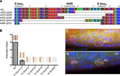 A Single E Box In The Cel Lin 3 CRM Is Not Sufficient For Lin 3 Download Scientific Diagram