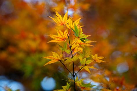아름 다운 가을 풍경입니다 가을에는 화려한 단풍 떨어지는 단풍잎 계절 단풍잎은 가을에 노랗고 주황 빨갛게 변합니다 0명에 대한 스톡 사진 및 기타 이미지 Istock