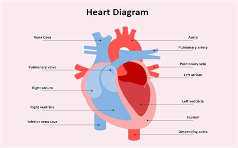 What Is A Biology Diagram Benefits Types And Free Examples