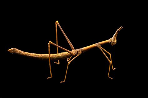 Палочник богомол картинки и фото Poknokart