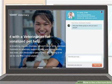 How To Sex A Rat From Birth Steps With Pictures WikiHow