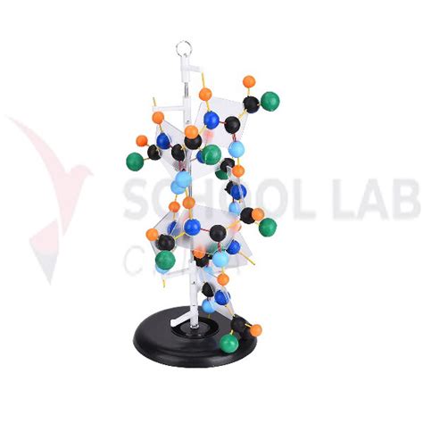 Protein Structure Model Manufacturers Suppliers And Exporters
