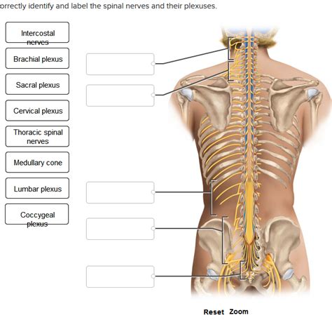 Spinal Nerves Plexus Anatomy