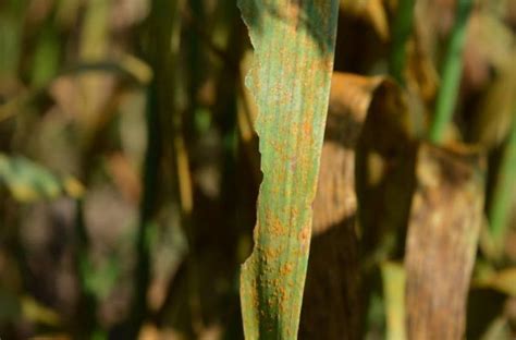 Rust Fungus Controlling And Preventing Infection The Seed Collection