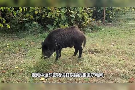 贪吃的野猪落入电篱笆陷阱，触电后慌不择路，镜头拍下搞笑一幕篱笆陷阱野猪