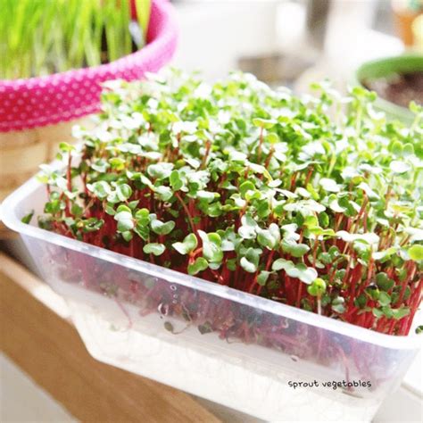 새싹채소키우기 할수 있는 새싹재배기는 세경팜 네이버 블로그