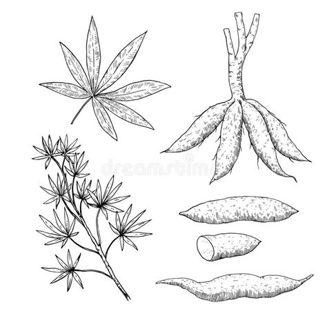 Cassava Plant Drawing