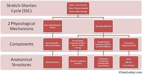 The Biology Of Elasticity SamLeahey Com Sports Training Science Application