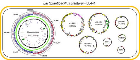 Ijms Free Full Text Phenotypic And Safety Assessment Of The Cheese Strain
