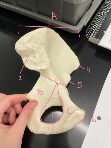 ANATOMY 1 LAB 7 Appendicular System Bones Flashcards Quizlet