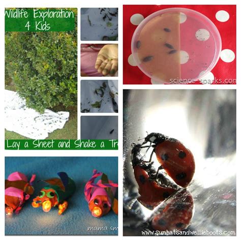 How Many Bugs In A Box Theme Song Bangkoklana