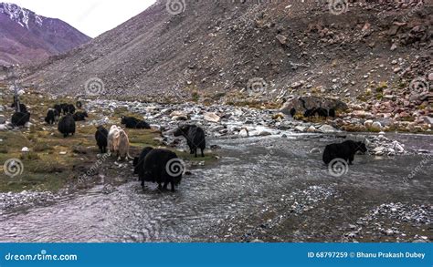 Yaks Stock Image Image Of Clear Pure Massive Waters 68797259