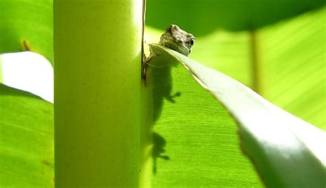 juan báez on linkedin how suse is replacing red hat as the linux and open source enterprise…