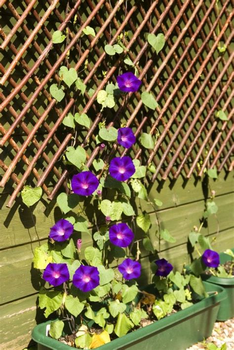 27 Garden Trellis And Lattice Ideas Wood And Metal Diy Garden Trellis
