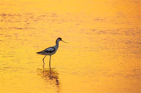 물새는 오렌지 색 일몰 빛에 물 에 서 Recurvirostra 아보세타 아보셋을 피했다 파이드 아보셋은 길고 뒤집힌 부리가 있는 커다란 흑백 와더입니다 0명에 대한 스톡
