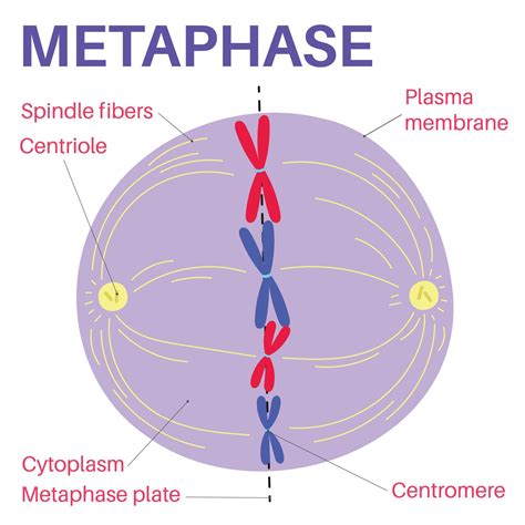 La Metafase Es Una Etapa De La Mitosis En El Ciclo Celular Eucariótico 14268875 Vector En Vecteezy