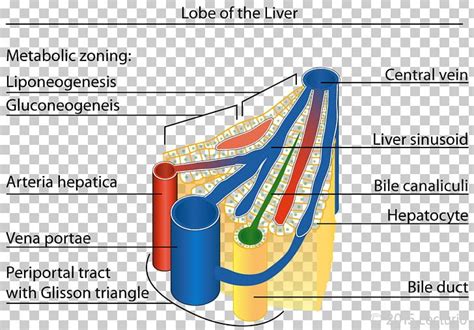 Liver Sinusoids