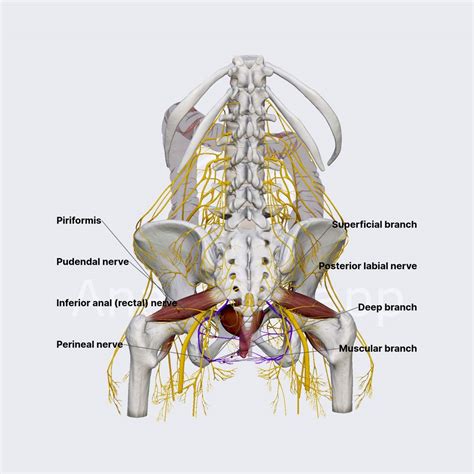 Pudendal Nerve Female Pelvis Anatomy App