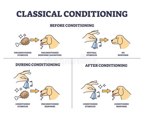 Classical Conditioning Or Pavlovian Or Respondent Conditioning For Learning New Stimulus Stock