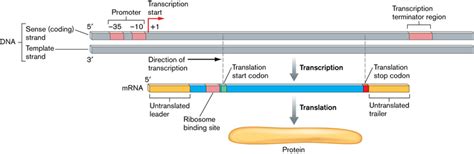 Difference Between Prokaryotic And Eukaryotic Transcription Compare The Difference Between