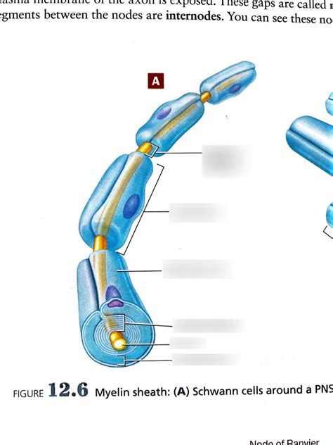 Anatomy Lab Figure 12 6 Schwann Cells Diagram Quizlet
