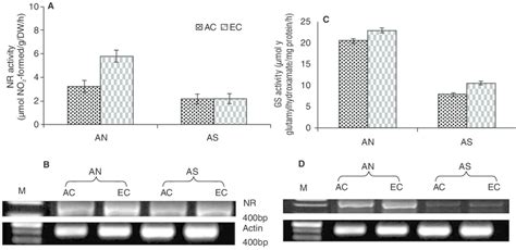 Nitrate Reductase Nr Activity A Nr Gene Expression B Glutamine Download Scientific