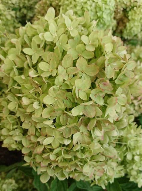 Hydrangea Turning Green 3 Reasons Gardener Report